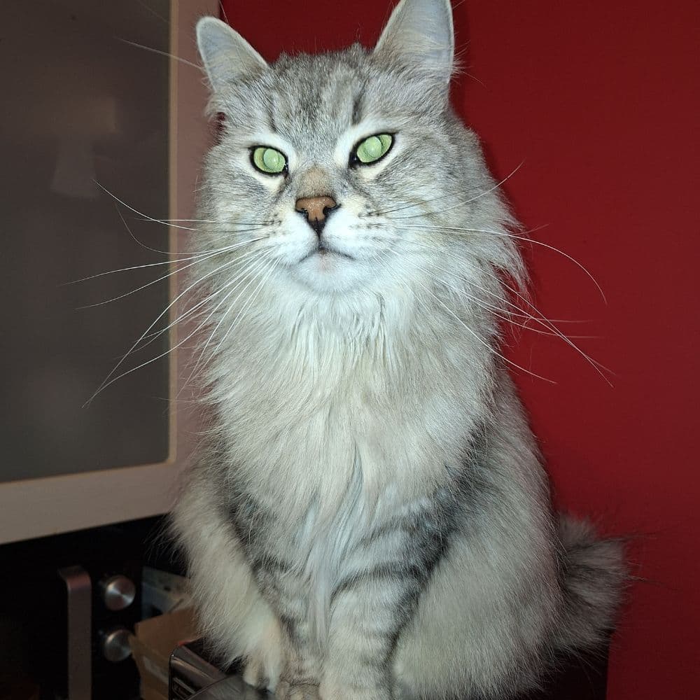 Koci Catering | Świeże i zdrowe posiłki dla kotów z mięsa jakości human ...